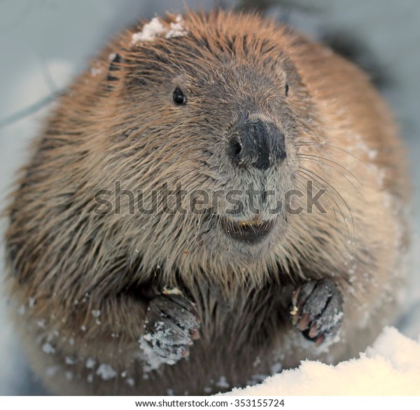 Beaver Close库存照片353155724 | Shutterstock