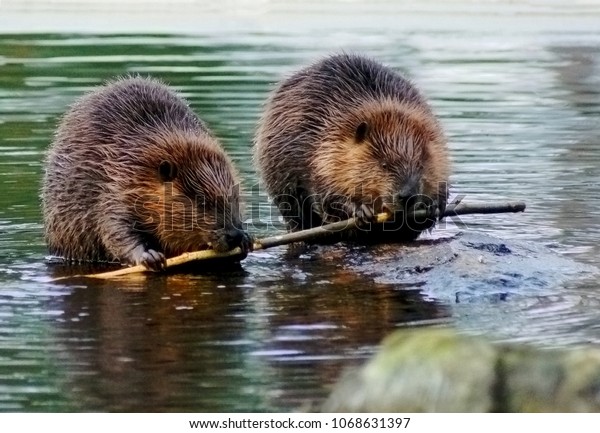 Beaver couple : 475 images, photos et images vectorielles de stock ...