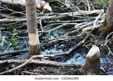3,122 Beaver Cutting Tree Images, Stock Photos & Vectors | Shutterstock