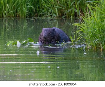2,486 Beaver eating tree Images, Stock Photos & Vectors | Shutterstock