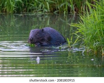 2,486 Beaver eating tree Images, Stock Photos & Vectors | Shutterstock