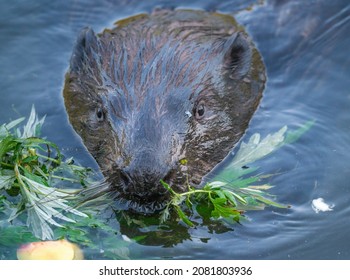 2,486 Beaver eating tree Images, Stock Photos & Vectors | Shutterstock