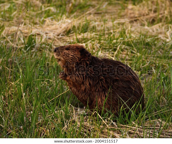 Beaver Poses Begging Position Stock Photo 2004151517 | Shutterstock