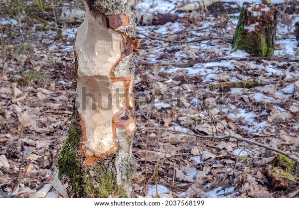 Beaver Teeth Marks On Trees Beavers Stock Photo 2037568199 | Shutterstock