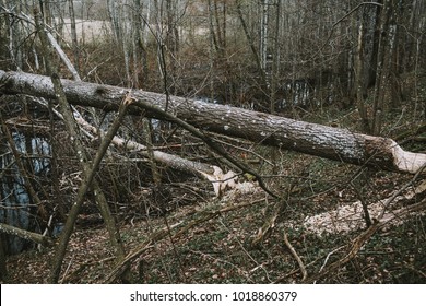 Beaver Tree Marks Stock Photo 1018860379 | Shutterstock