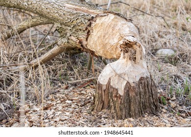 3,122 Beaver Cutting Tree Images, Stock Photos & Vectors | Shutterstock