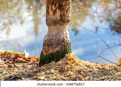 3,122 Beaver Cutting Tree Images, Stock Photos & Vectors | Shutterstock