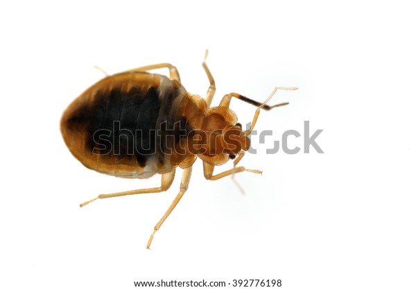 Bed Bug Cimex Lectularius Isolated On Stock Photo (Edit Now) 392776198