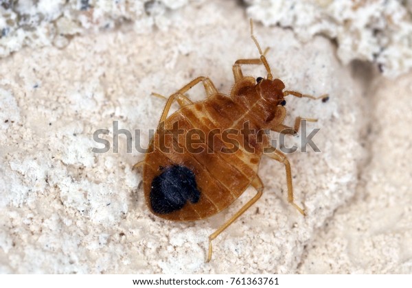 Cimex lectularius insectos parasitarios de la familia címicida se ...