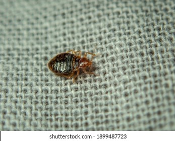 1,903 Bed Bug Close Up Images, Stock Photos & Vectors | Shutterstock