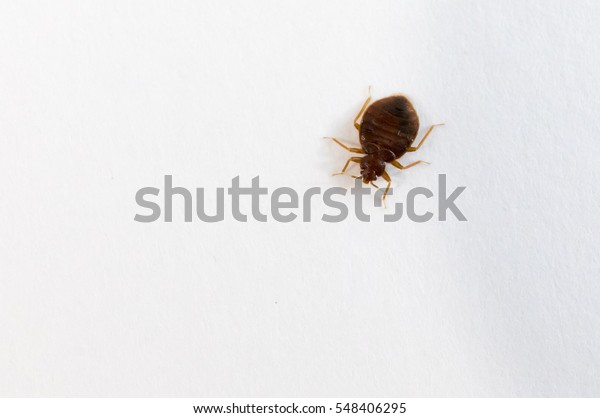 Bed Bug Top View Stock Photo 548406295 | Shutterstock