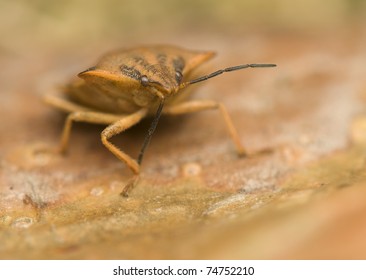 1,903 Bed Bug Close Up Images, Stock Photos & Vectors | Shutterstock