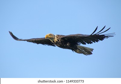 121 Scruffy plumage Images, Stock Photos & Vectors | Shutterstock