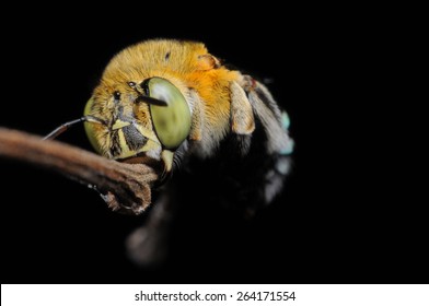 2,753 Bee night Stock Photos, Images & Photography | Shutterstock