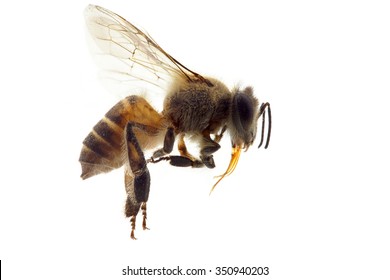 18,920 Bee flying isolated Images, Stock Photos & Vectors | Shutterstock