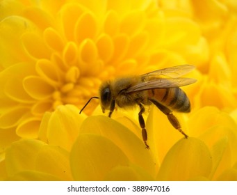 34 imágenes de Aveja - Imágenes, fotos y vectores de stock | Shutterstock