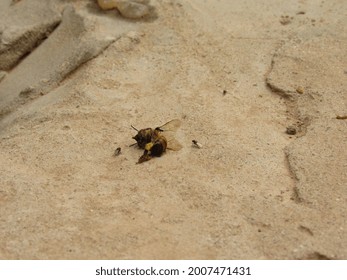 1,487 Bee fighting Images, Stock Photos & Vectors | Shutterstock