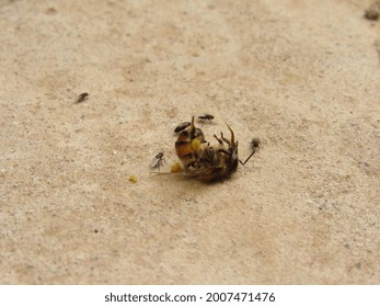 1,487 Bee fighting Images, Stock Photos & Vectors | Shutterstock