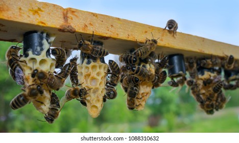 2,113 Bee pupae Images, Stock Photos & Vectors | Shutterstock
