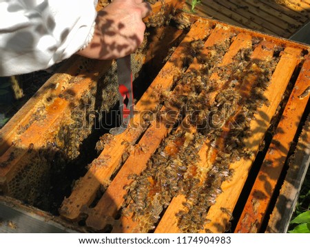 Bee Frames Honey Bees Stock Photo (Edit Now) 1174904983 - Shutterstock
