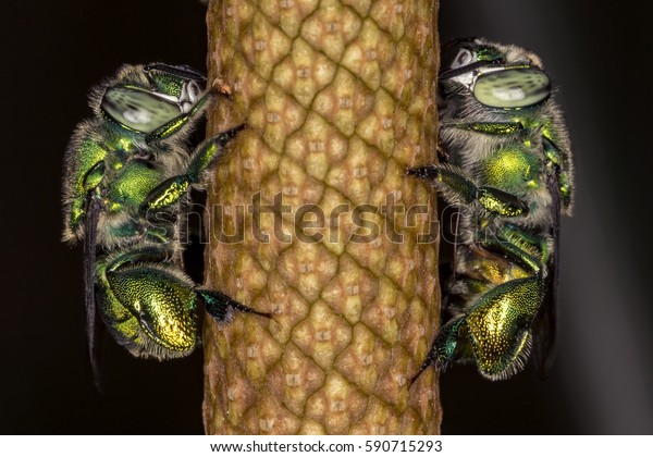 Bee Green Euglossa Sp Green Bee Stock Photo 590715293 | Shutterstock