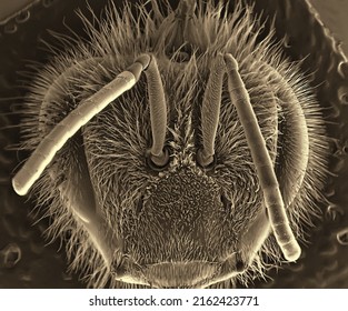 Bee Head Eye Electron Microscope Photos Stock Photo 2162423771 ...