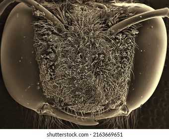 Bee Head Eye Electron Microscope Photos Stock Photo 2163669651 ...