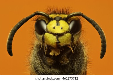 397,087 Bee macro Images, Stock Photos & Vectors | Shutterstock
