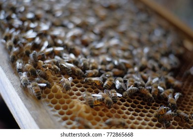 Bee Making Hive Inside Manmade Beehive Stock Photo 772865668 | Shutterstock