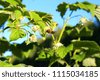 Pollination Photos, Images & Pictures | Shutterstock