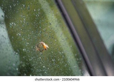 3,022 Bee on window Images, Stock Photos & Vectors | Shutterstock