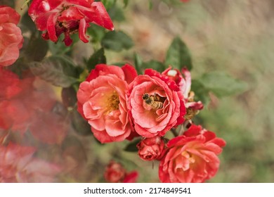 10,863 Red rose with bees Images, Stock Photos & Vectors | Shutterstock