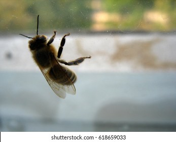 3,022 Bee on window Images, Stock Photos & Vectors | Shutterstock