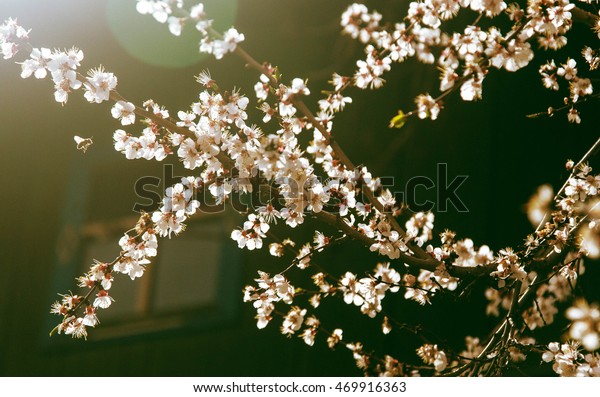 4 Pochka Images, Stock Photos & Vectors | Shutterstock