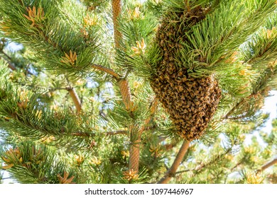 Bee Swarm Attached Pine Tree Spring Stock Photo 1097446967 | Shutterstock