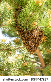 Bee Swarm Pine Tree Spring Colorado Stock Photo (Edit Now) 1097447927