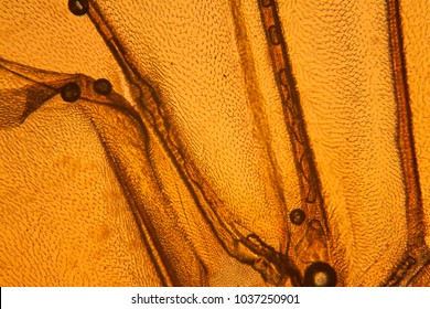 Bee Wing Microscope Stock Photo 1037250901 | Shutterstock