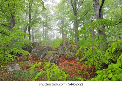 Beech Tree Forest During Spring Stock Photo 54452722 | Shutterstock