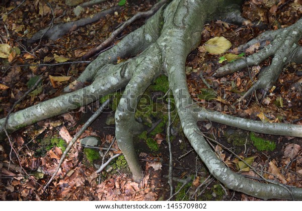 Beech Tree Roots Fagus Sylvatica Stock Photo 1455709802 | Shutterstock