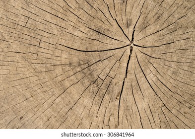 Beech Trunk Cross Section Stock Photo 306841964 | Shutterstock