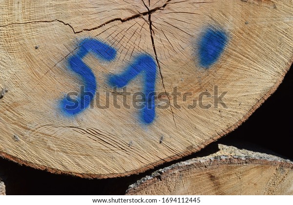 Beech Trunk Marked Blue Stock Photo 1694112445 | Shutterstock