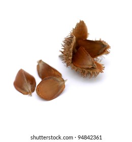 1,036 Beechnuts Images, Stock Photos & Vectors | Shutterstock
