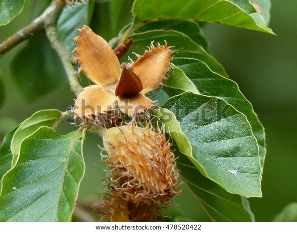 1,036 Beechnuts Images, Stock Photos & Vectors | Shutterstock