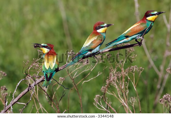 Beeeater Bee Beak Stock Photo 3344148 | Shutterstock