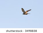 Bee Eater Merops Apiaster Flying PPT template 38 | CrystalGraphics
