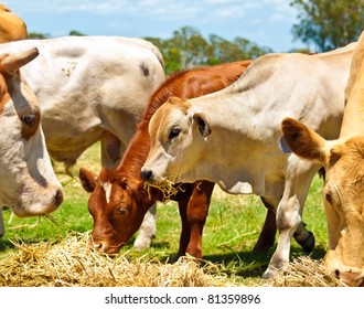 634,126 imágenes de Ganado bovino - Imágenes, fotos y vectores de stock ...