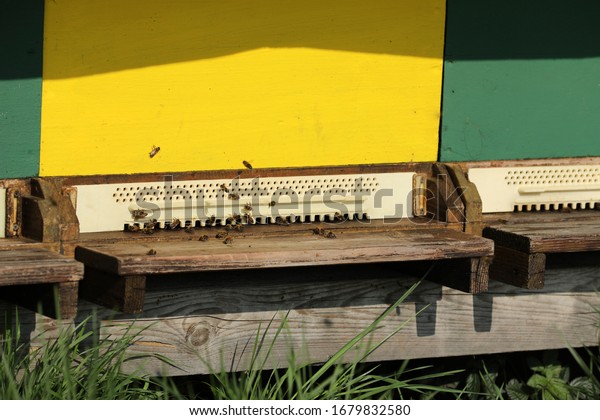 Beehive Bees When Flying Stock Photo 1679832580 | Shutterstock