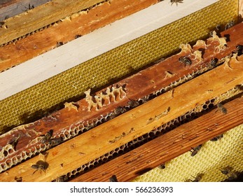 Beehive Inside Stock Photo 566236393 | Shutterstock