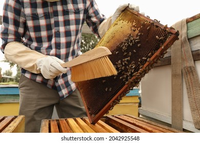 4,510 Bee brush Images, Stock Photos & Vectors | Shutterstock