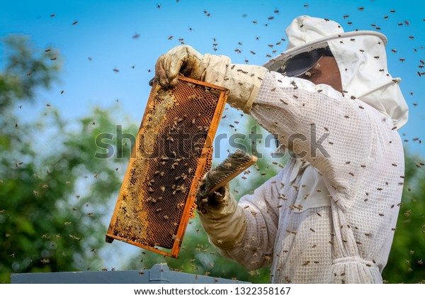 Beekeeper Controlling Colony Bees Protective Uniform Stock Photo (Edit ...